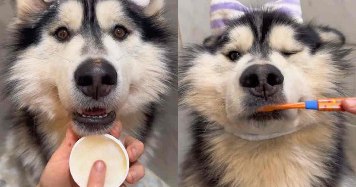 Foster Dog's Bath Video Ends With a Cute Surprise - DogTime