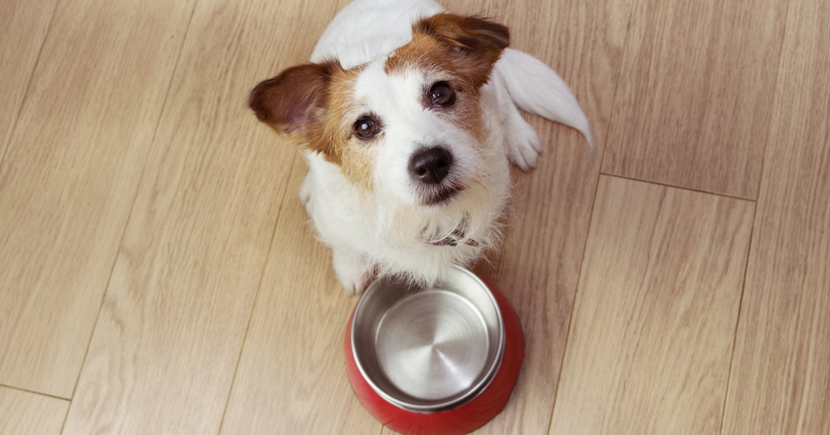 Acid Reflux In Dogs: Symptoms, Causes, & Treatments