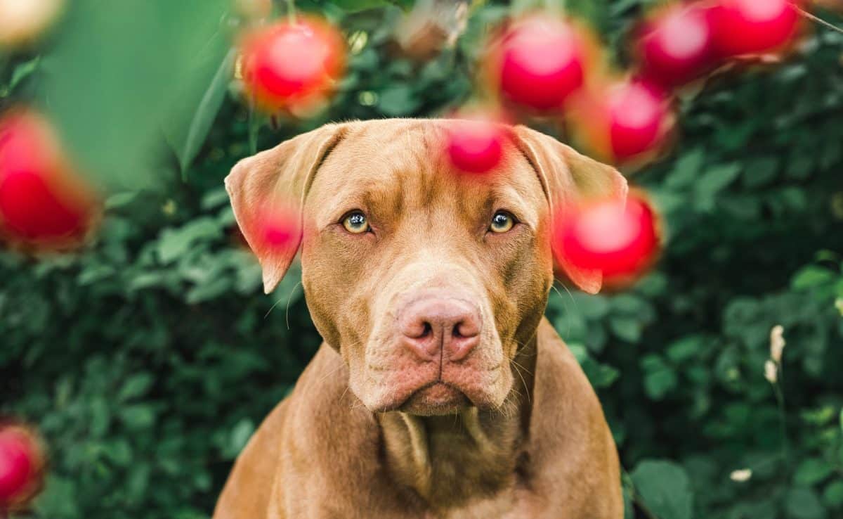 Can Dogs Eat Cherries? Are Cherries Safe For Dogs? - DogTime