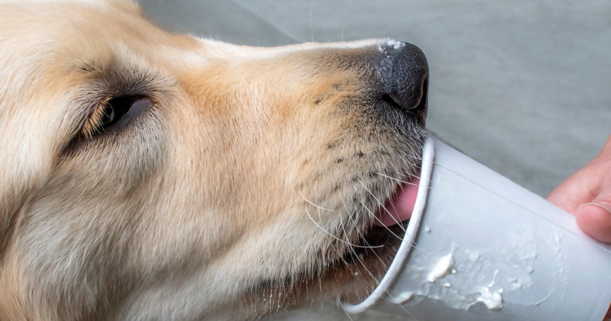 What's In A Starbucks Puppuccino? Is It Safe For Dogs? - DogTime
