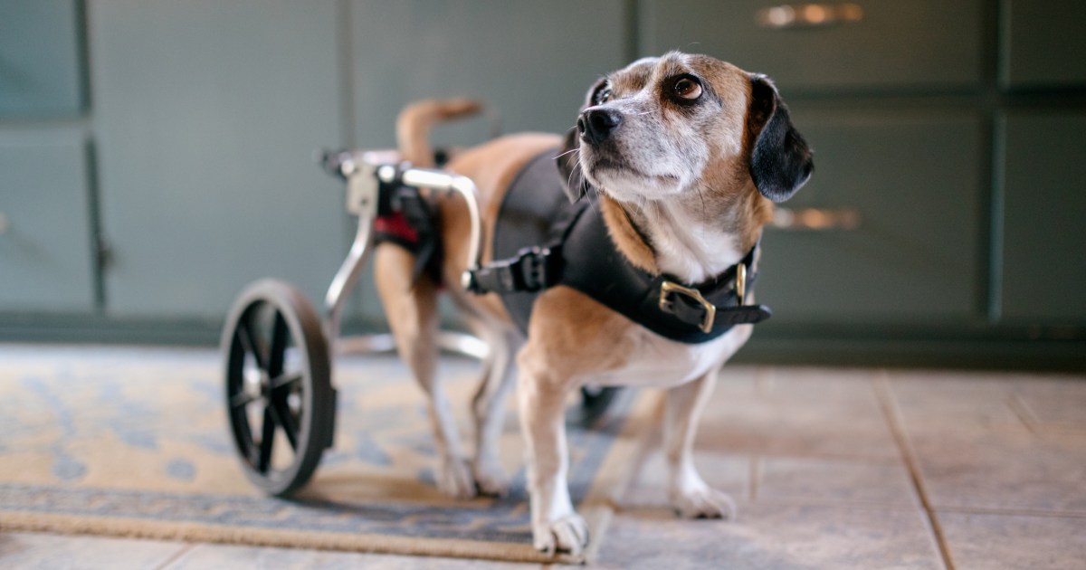 Paralysis In Dogs: Symptoms, Causes, & Treatments