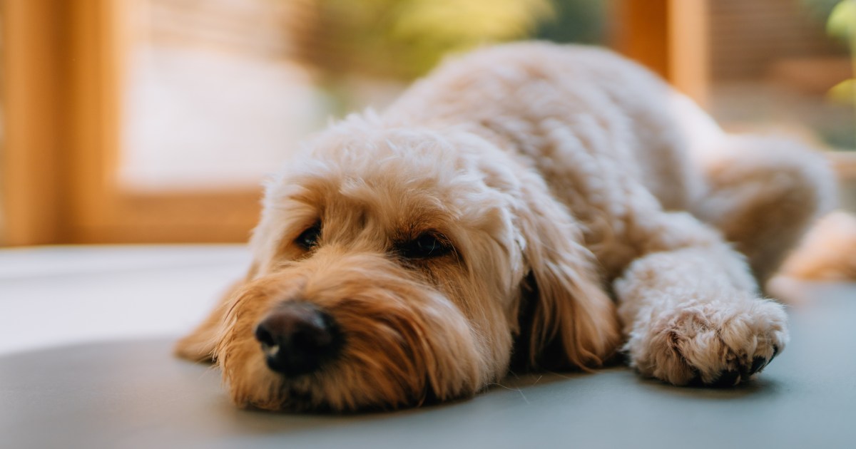 Metabolic Acidosis In Dogs: Symptoms, Causes, & Treatments - DogTime