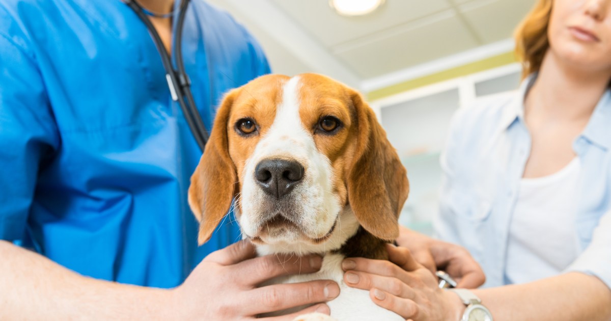 Uremia In Dogs: Symptoms, Causes, & Treatments - DogTime