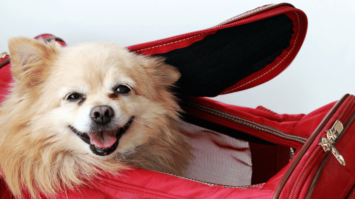 Best Airline-Approved Dog Carriers, Expert’s Picks in 2025