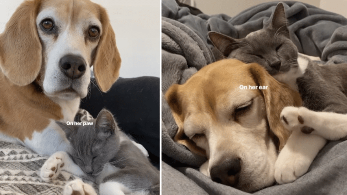 Dog Becomes a Safe Space for Cat Sibling's Naps in Moving Video - DogTime