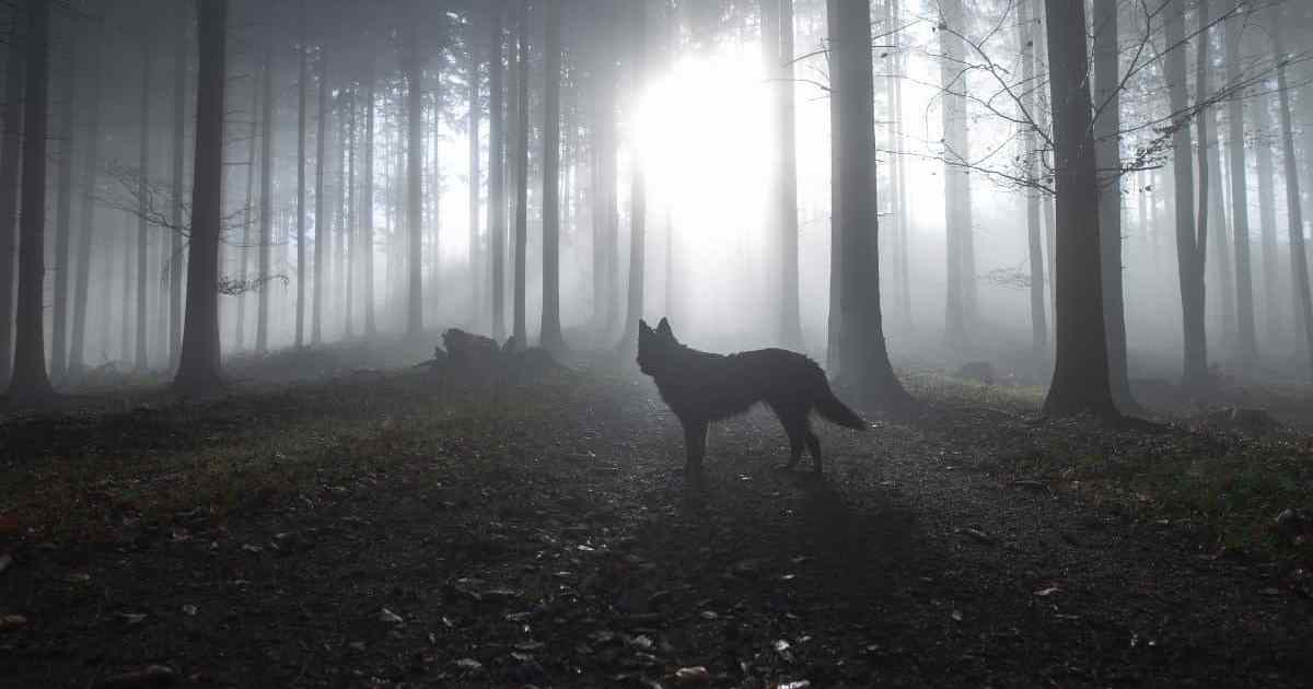 Dire Wolf Revived After Going Extinct 12,000 Years Ago, Biotech Company ...