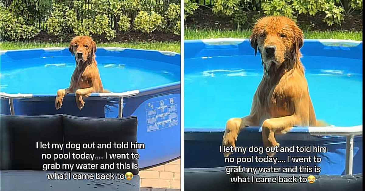 Dog Told No Pool Time Jumps in Regardless in Hilarious Video - DogTime