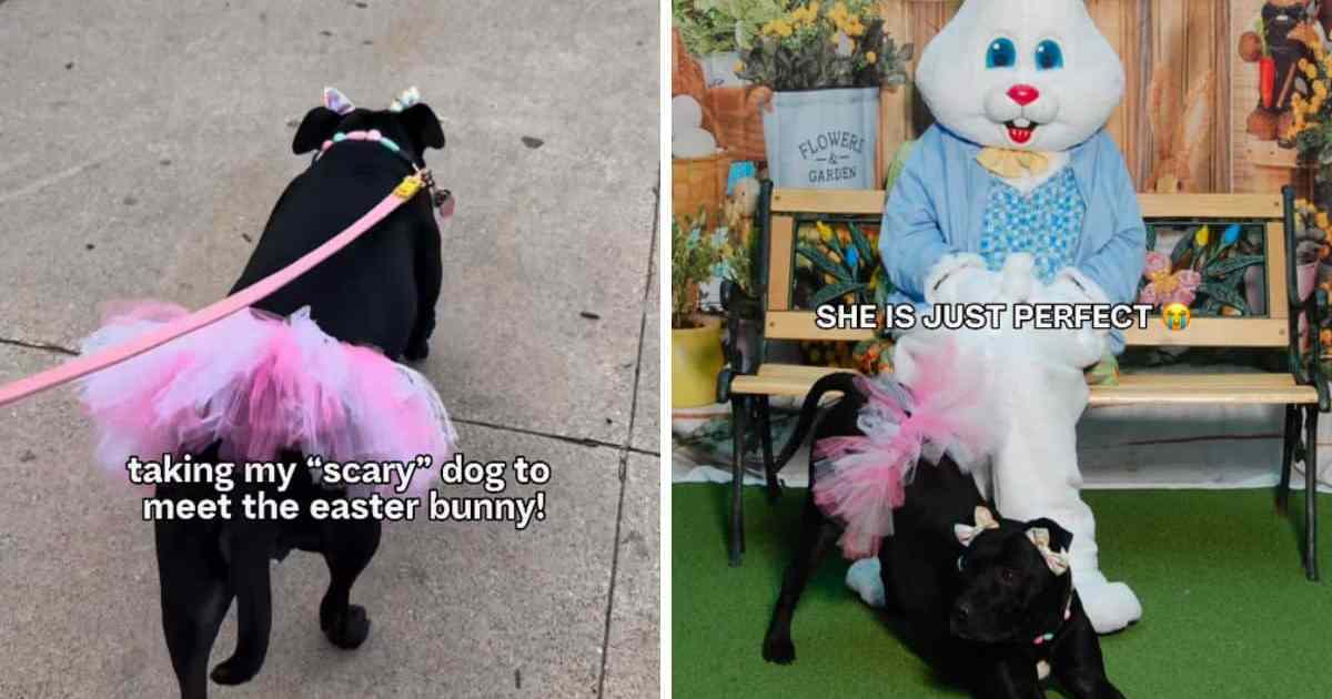 Video Captures Pit Bull's Easter Photoshoot & It Couldn't Get Cuter ...