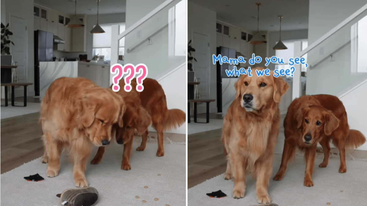 Video: Dogs Have Funniest Reaction To Treat Bag 'Accidentally' Falling ...