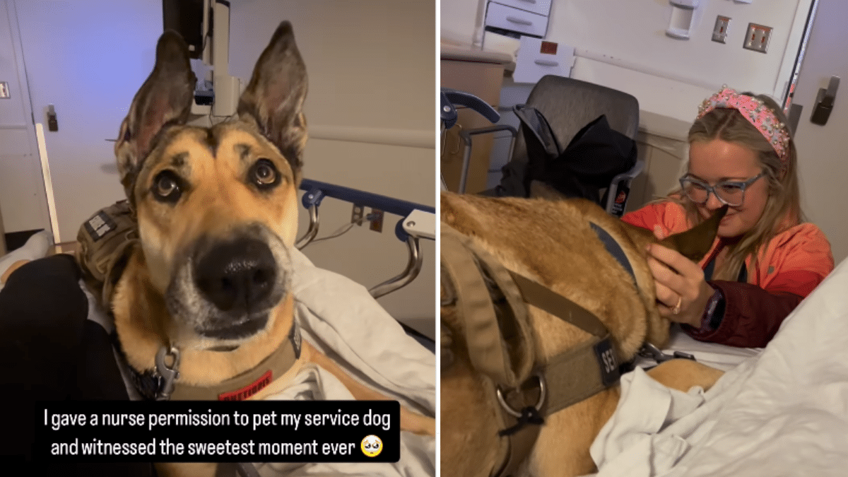 Service Dog Marks 'Sweetest Moment' With Nurse in Heartwarming Video ...