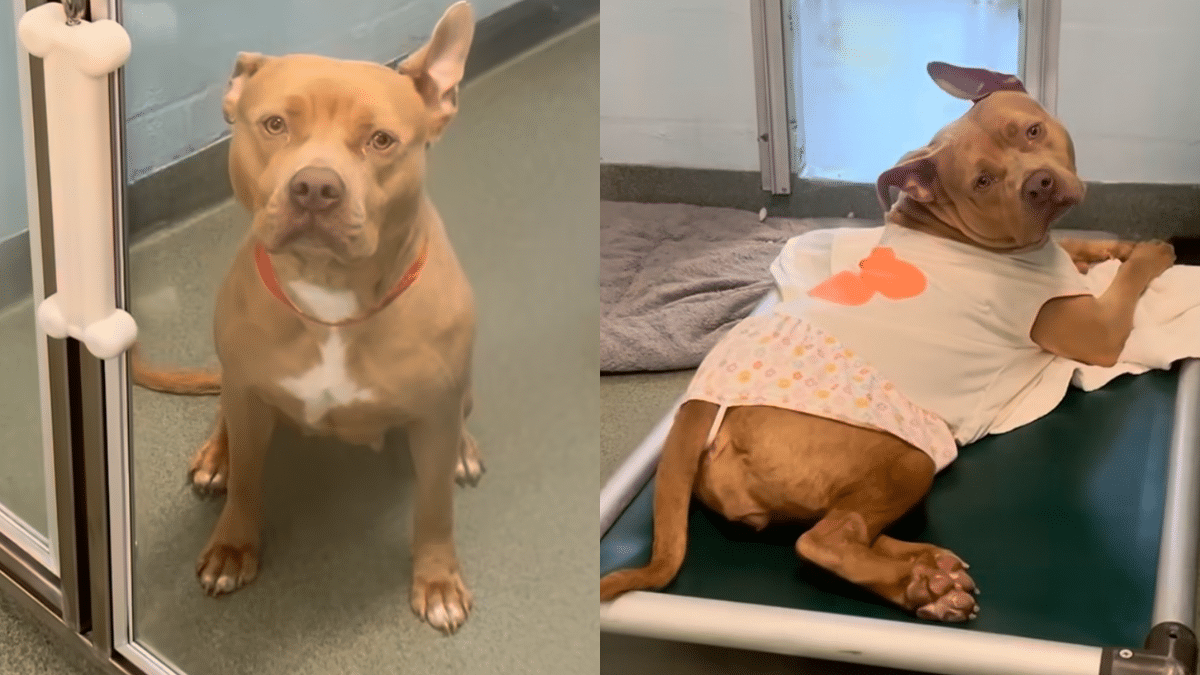 Shelter Pit Bull's Day Out Captured in Tear-Jerking Video - DogTime