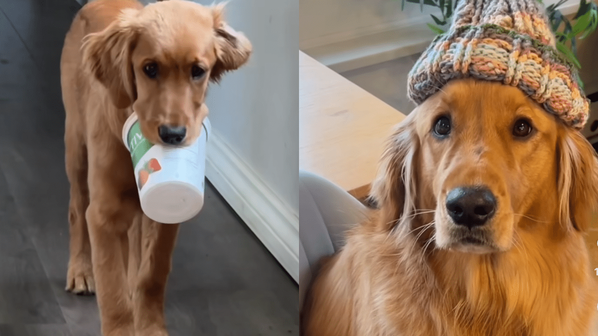 DogTime