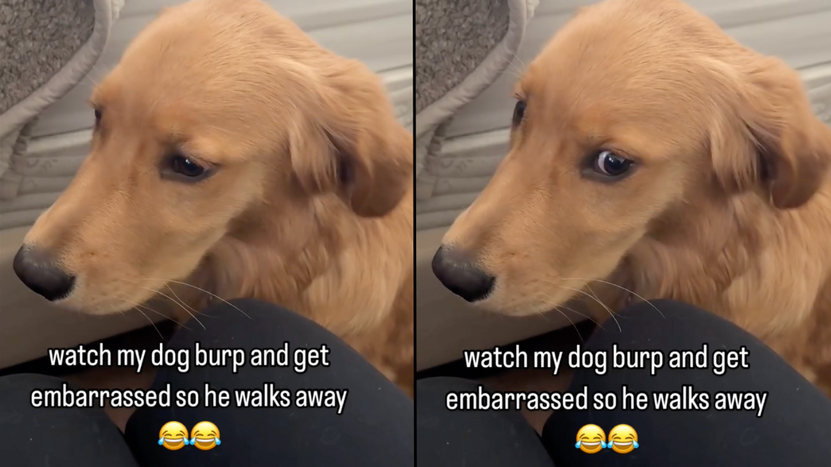 Dog Gets Embarrassed After Burping in Funny Video - DogTime