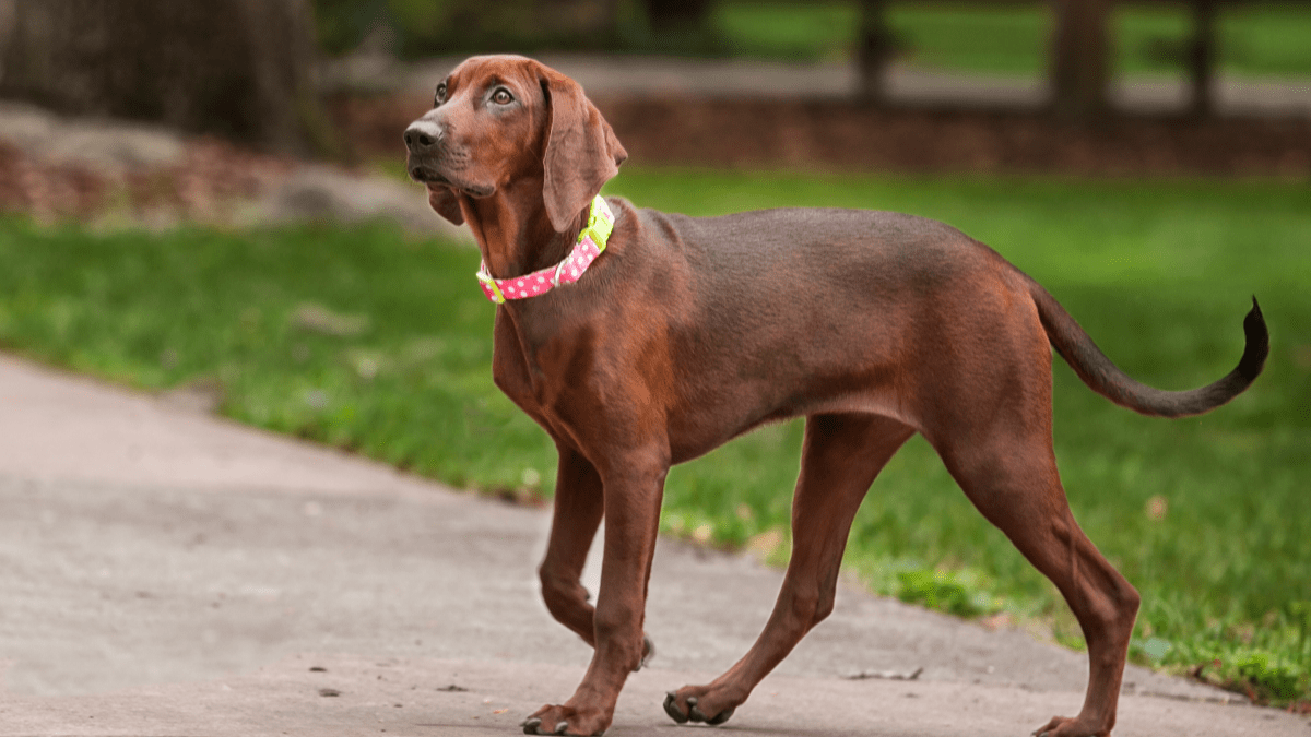 What Breed is the Dog From Where the Red Fern Grows? - DogTime