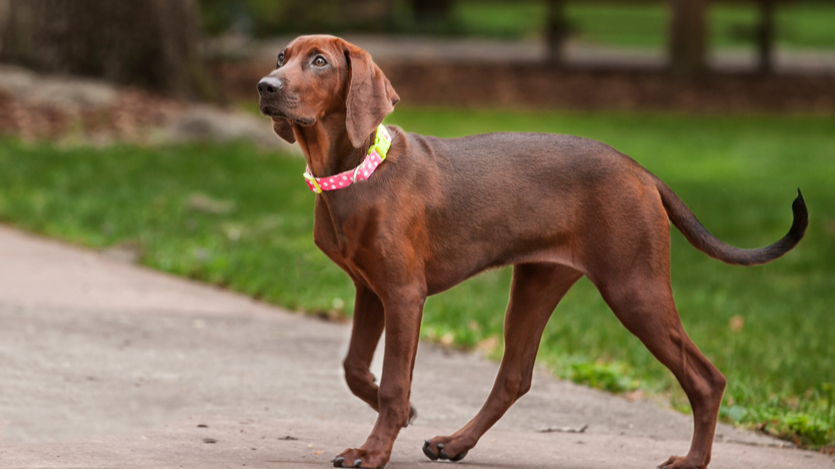 Anime’s Top Dogs: Canine Characters Every Otaku Will Love