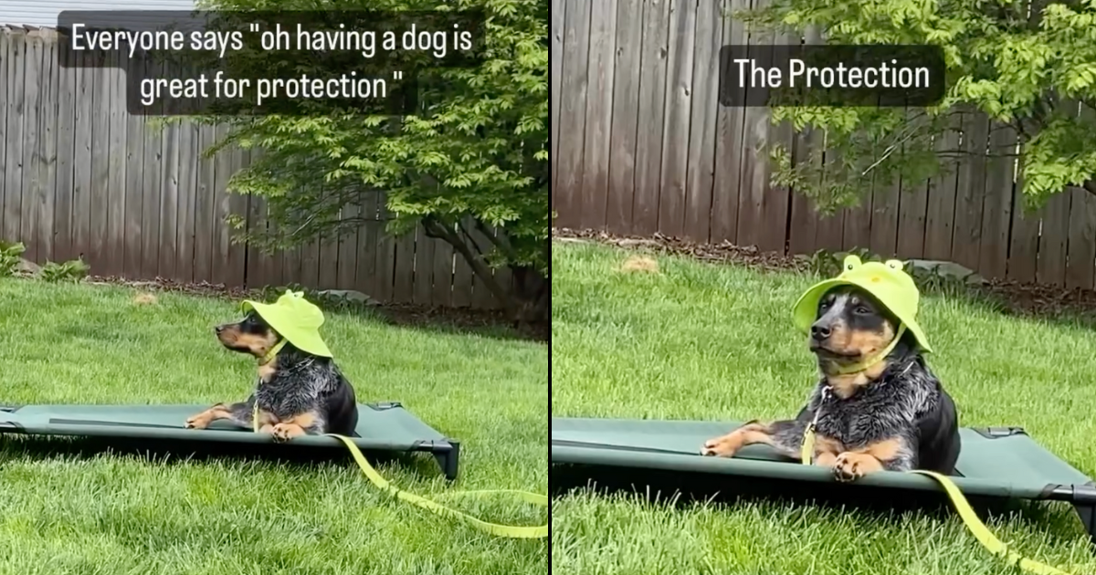 Dogs Are Great for Protection, but This Video Proves Otherwise - DogTime