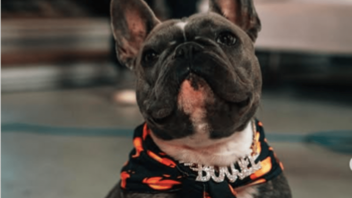 JuJu Smith-Schuster's Dog Boujee: Breed, Age, and More - DogTime
