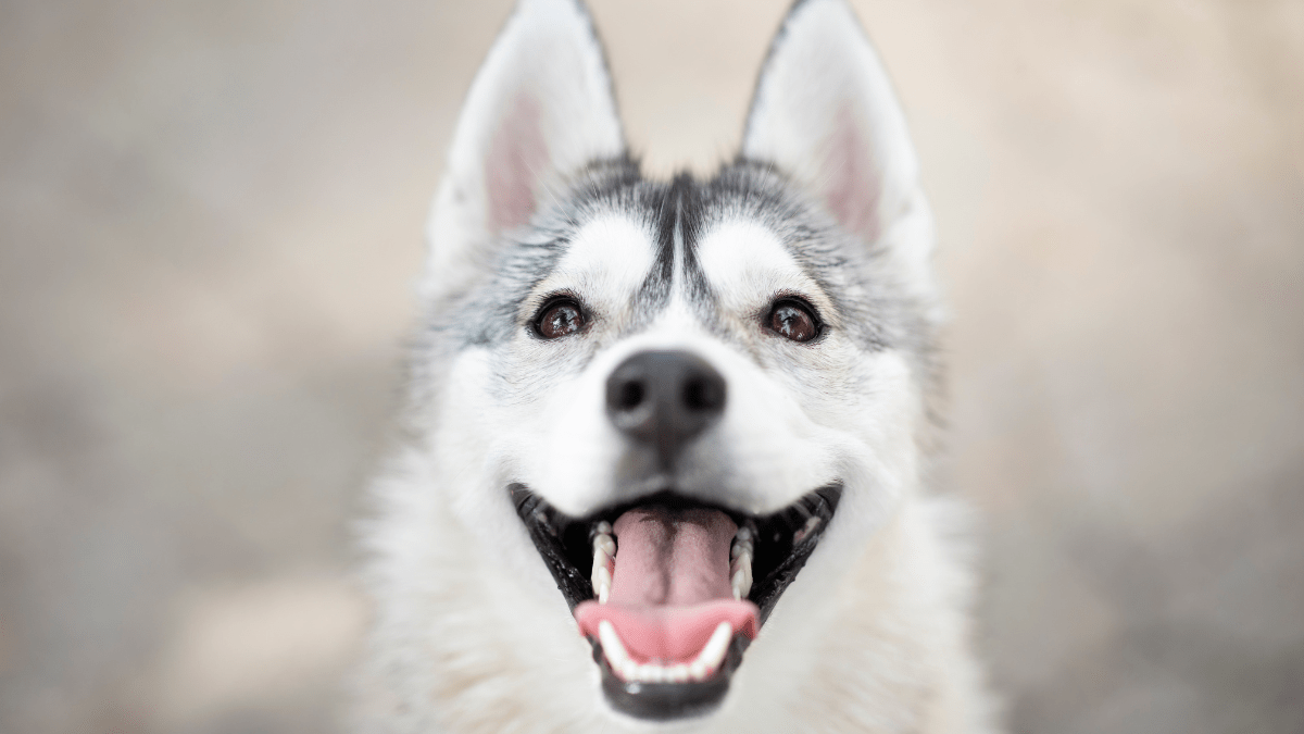 How Many Teeth Do Dogs Have? - DogTime