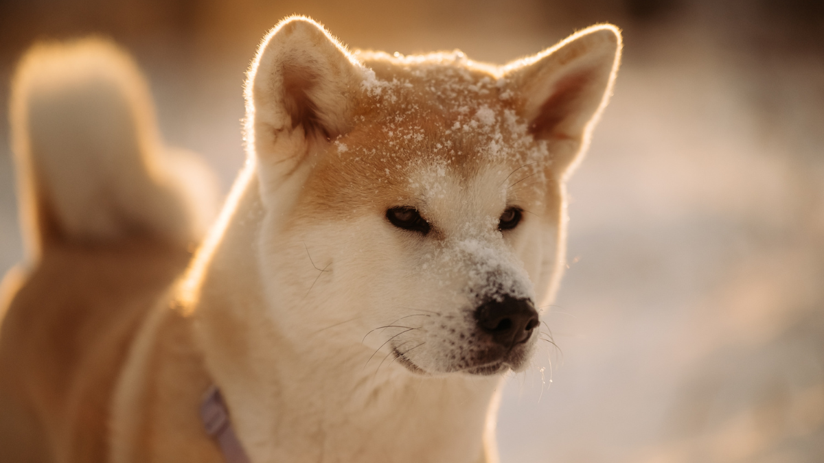 What Breed of Dog was Hachi? - DogTime