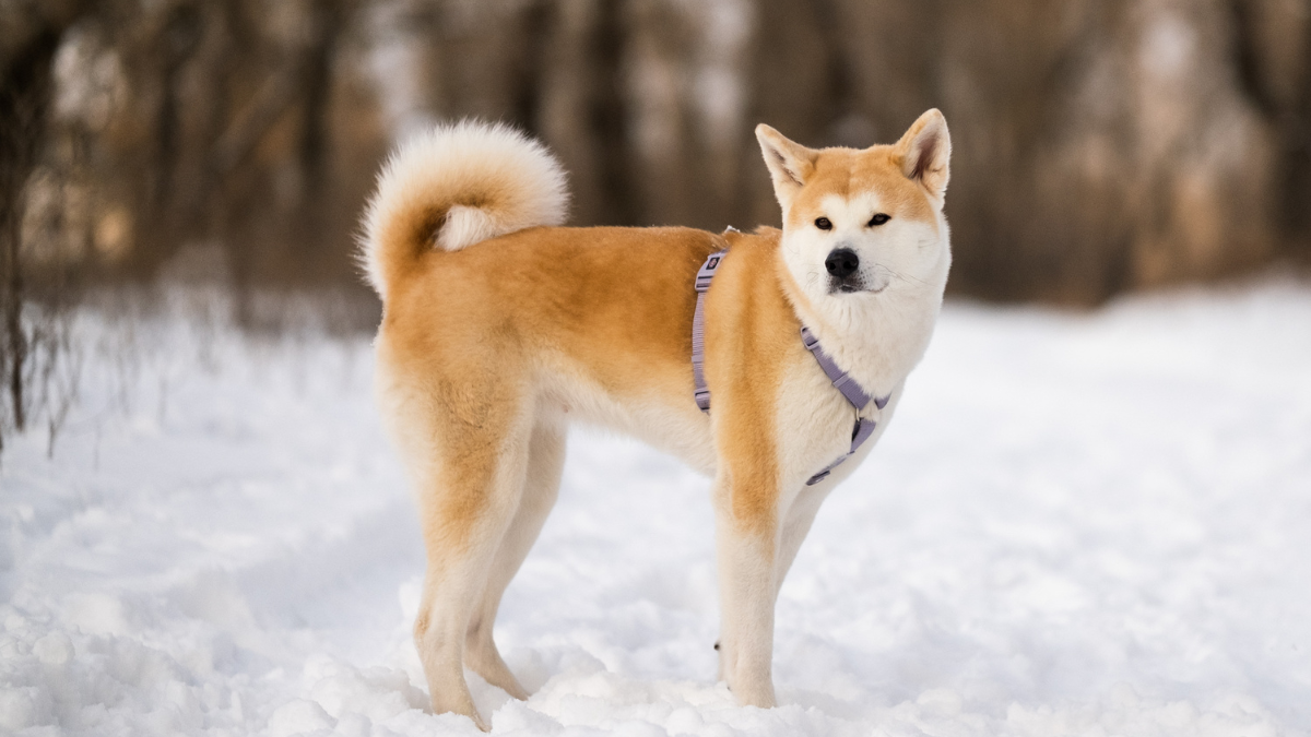 What Breed of Dog was Hachi? - DogTime