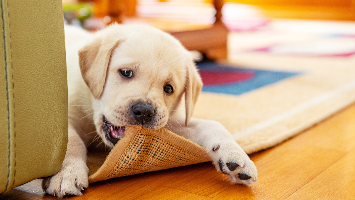 What is Cobbing in Dogs and How Do I Stop It? - DogTime