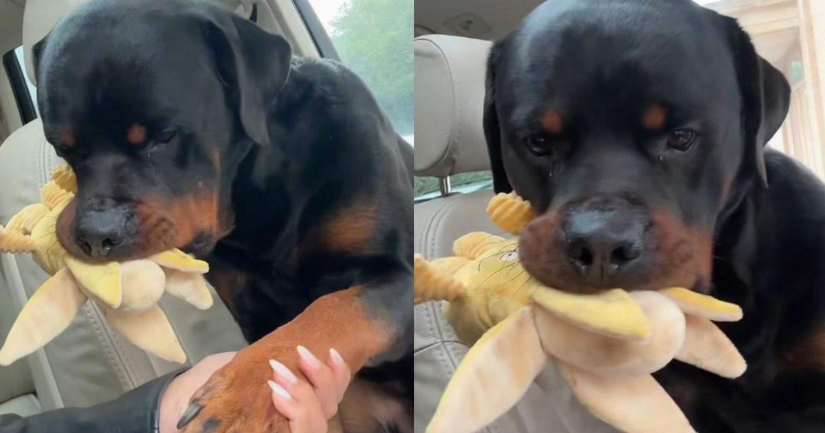 Video: Rottweiler Holds His 'Emotional Support Banana' When Ignored