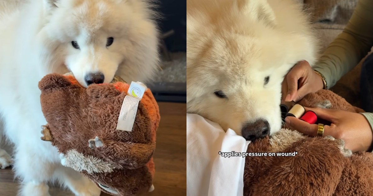 Video: Dog Helps Owner Perform Surgery on Best Stuffy Friend