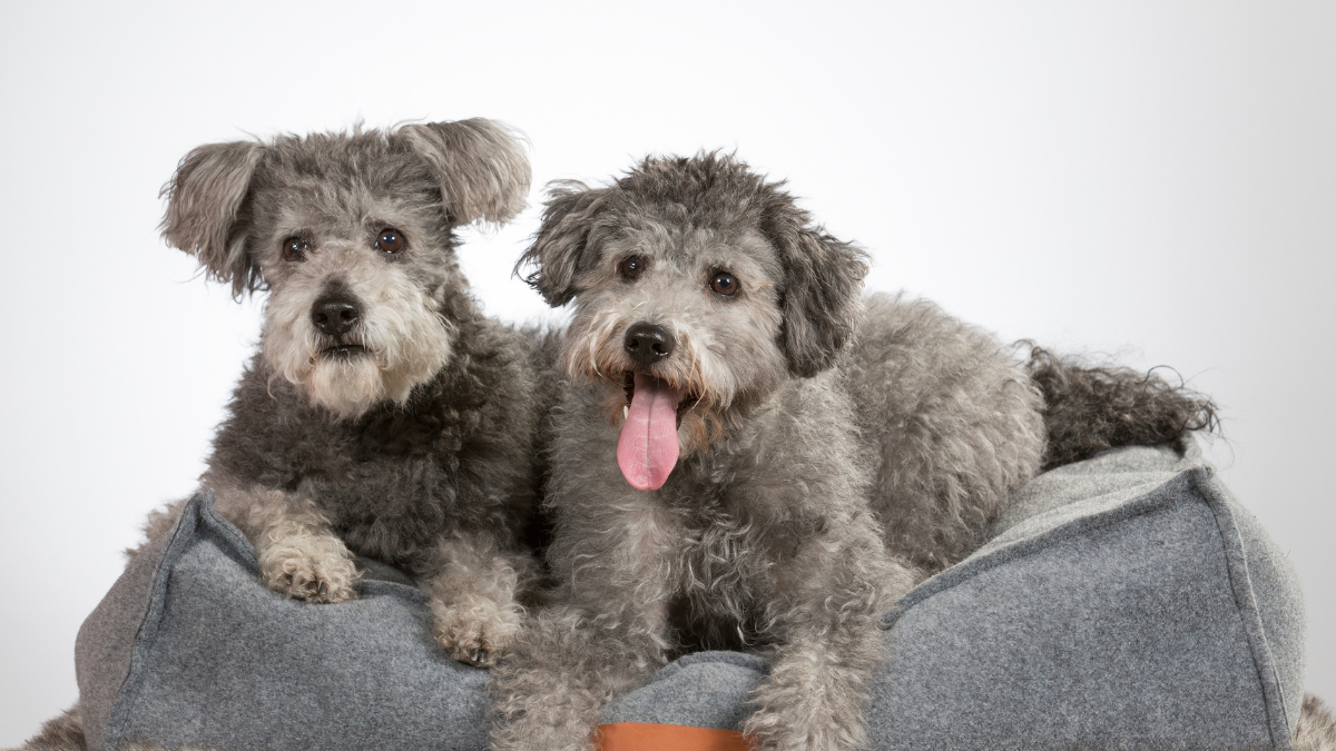 What Are the Rarest Dog Breeds? - DogTime