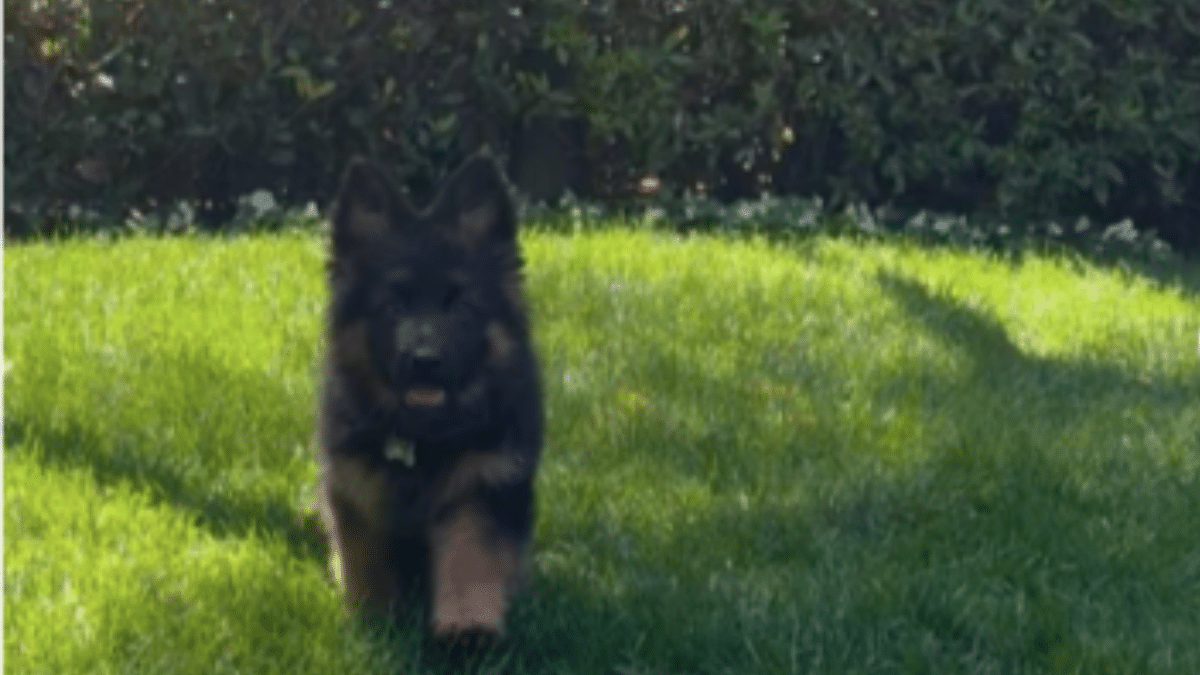 Sydney Sweeney's Dog Sully Bear: Breed, Age, and More - DogTime