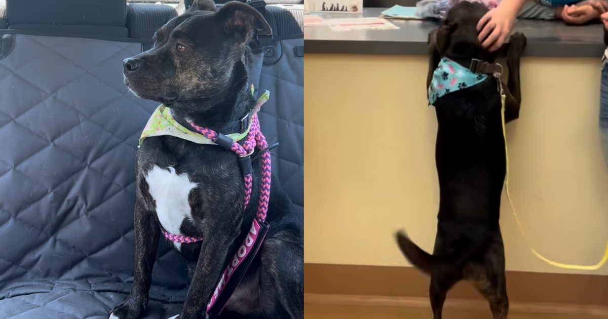 Video: Shelter Dog Gets Adopted After His Moving Story Goes Viral