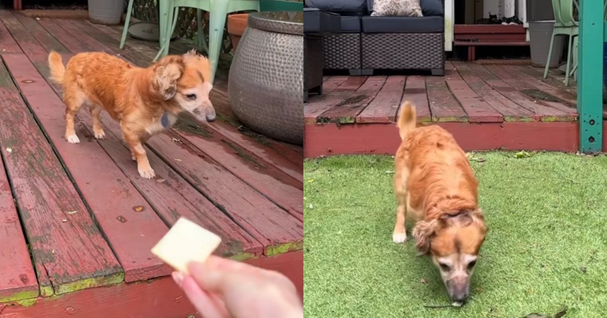 Video: Foster Dog Marks a Big Milestone & Internet Celebrates