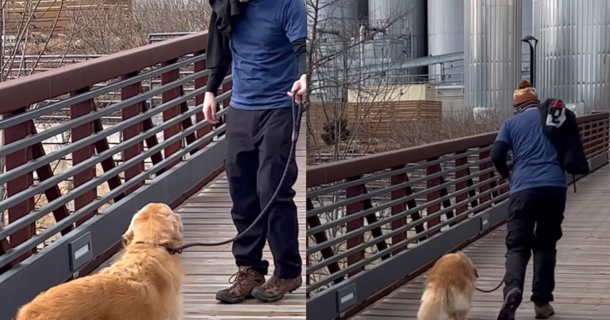 Dog Overcomes Fear of Bridges With Dad's Help in Adorable Video