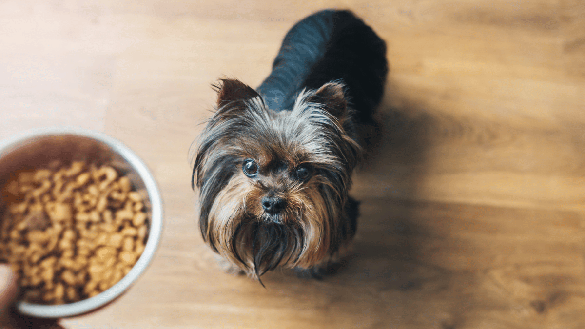 How Much Better is a Dog's Sense of Smell Than a Human’s? - DogTime