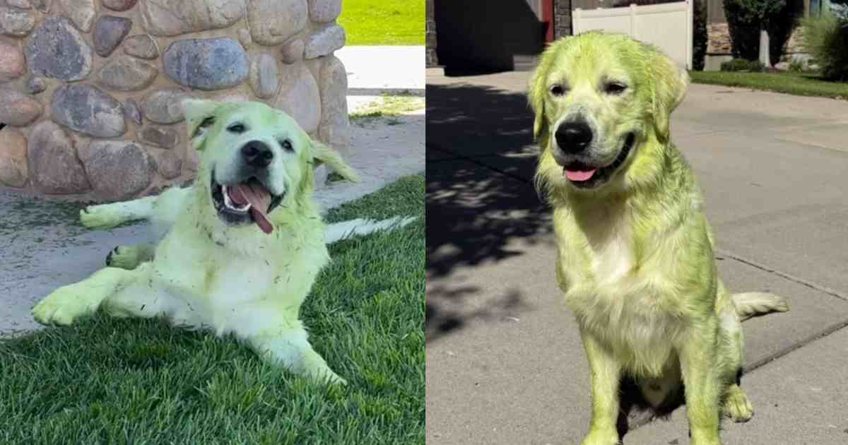 Video of White Dog Finding Freshly Cut Grass Goes Viral