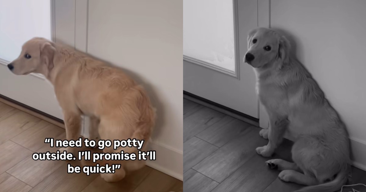 Video: Dog Does Everything but Go Potty When Let Outside