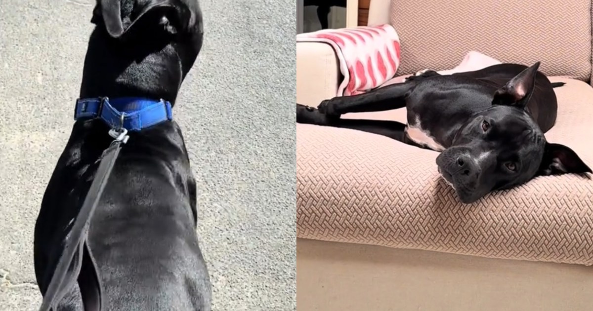 Video: Owner Reveals What Rescue Dog's Different Ear Modes Mean