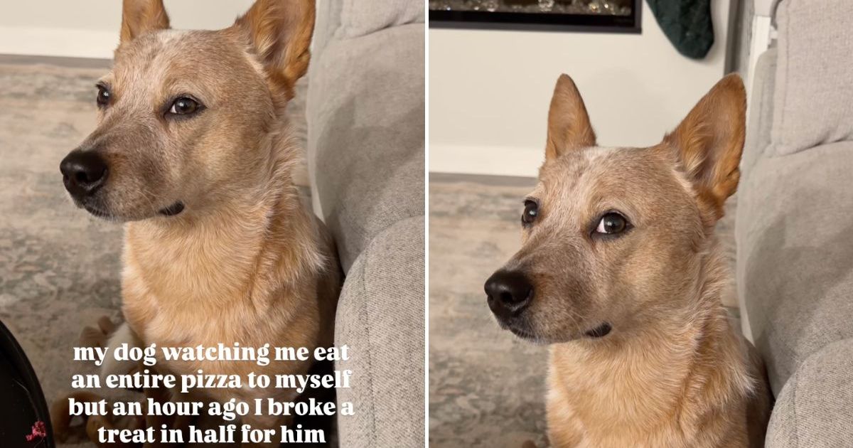 Video: Dog Stares at Owner Intently While They Eat Pizza - DogTime