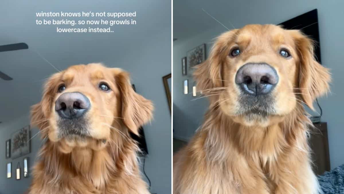 Video of Dog 'Growling in Lowercase' Has the Internet in Splits - DogTime