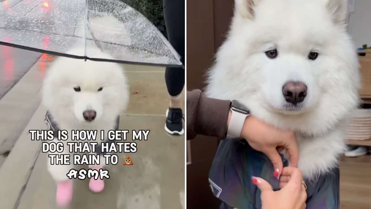 Dog Who Hates Rain Proves She Is Truly a Diva in Hilarious Video - DogTime