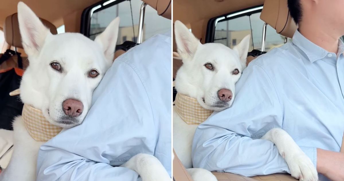 Dog Wants Shoulder To Lean on During Drive in Cute Video - DogTime