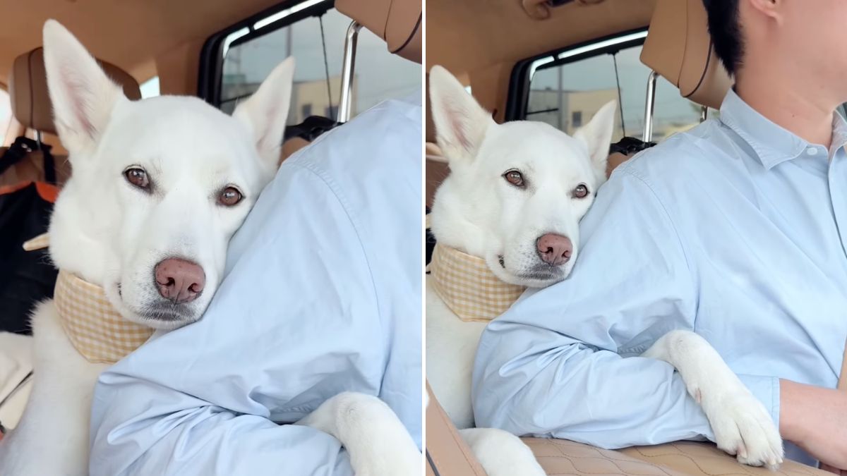 Dog Wants Shoulder To Lean on During Drive in Cute Video - DogTime