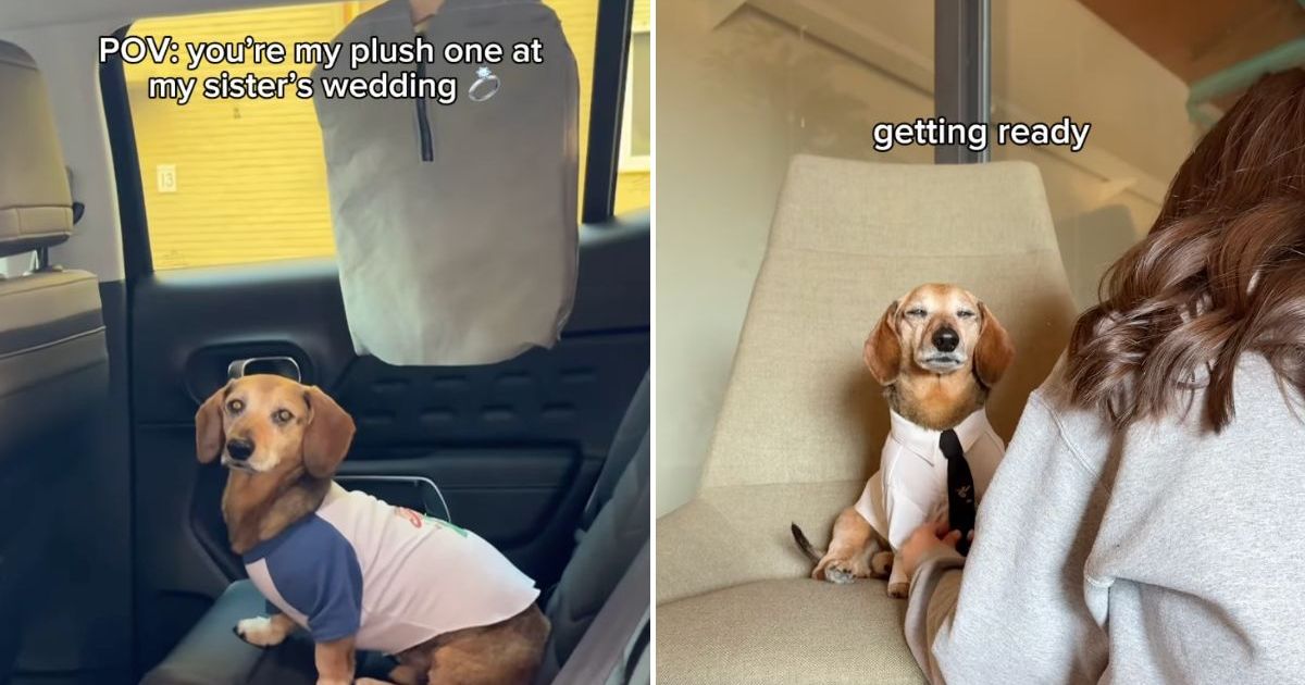 Video: Dog Proves He's the Perfect 'Plus One' To a Wedding - DogTime