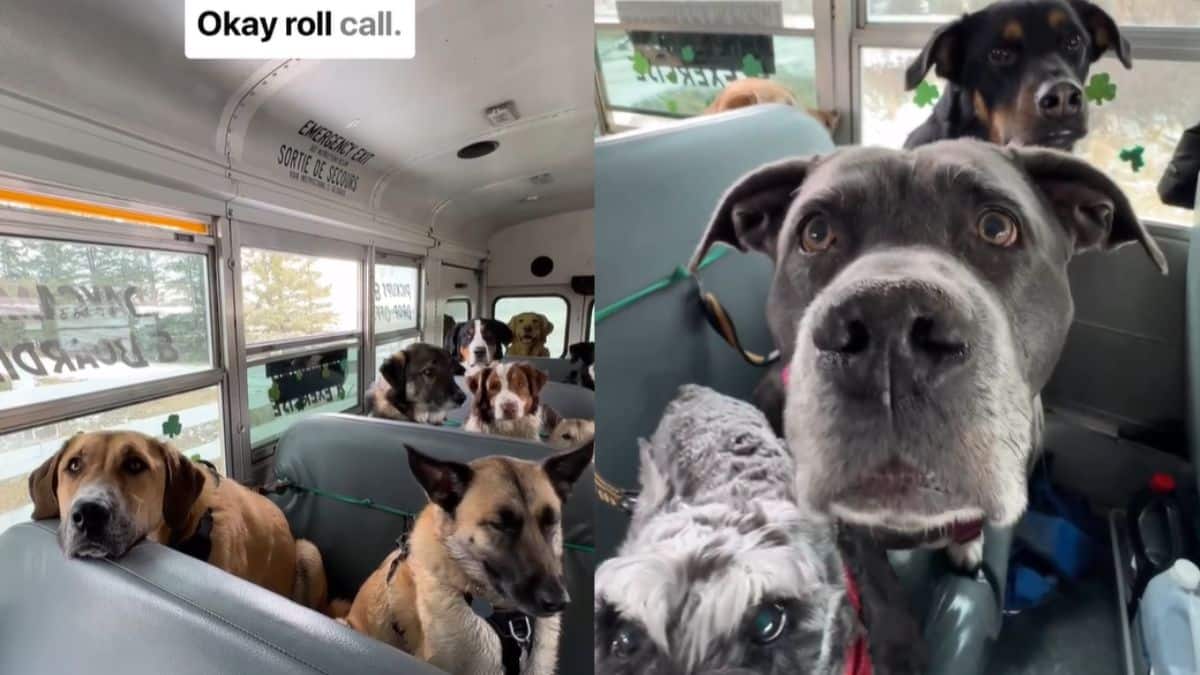 Video: Dogs React to Roll Call on Pup Bus - DogTime