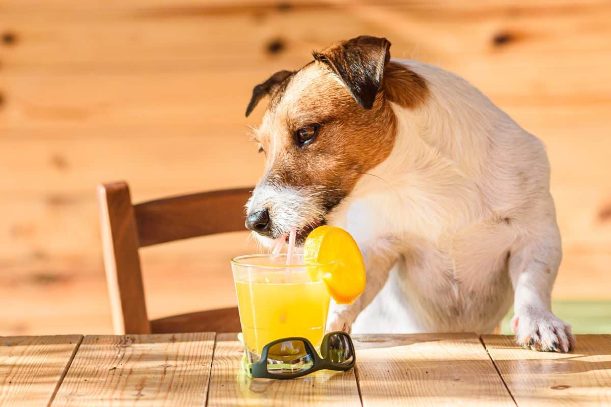 Can Dogs Drink Fruit Juices? Are Fruit Juices Safe For Dogs? - DogTime