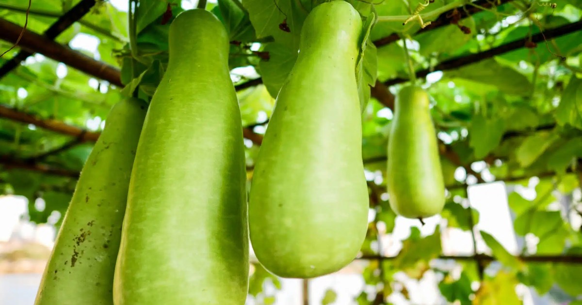 Can Dogs Eat Bottle Gourd? Is Bottle Gourd Safe For Dogs? - DogTime