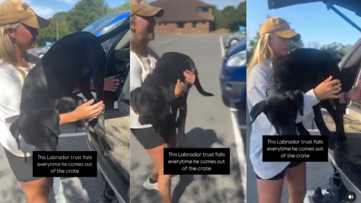 Video Shows Dog Doing a Trust Fall Every Time the Crate Opens - DogTime