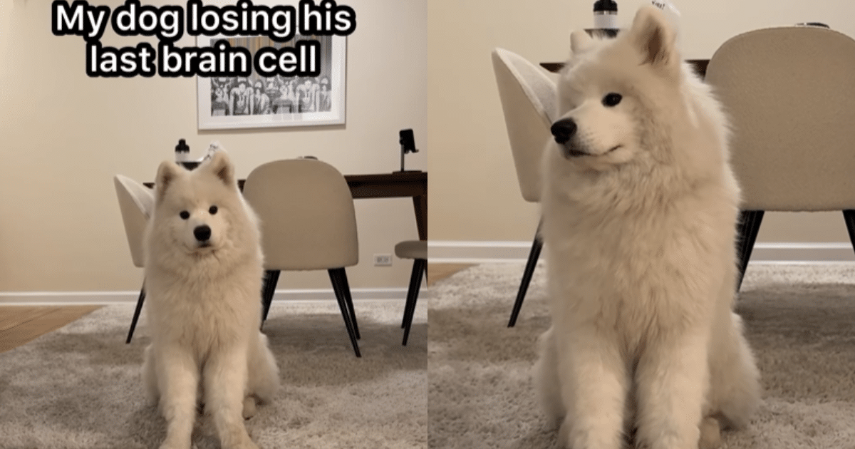 Funny Video Captures Dog Losing His 'Last Brain Cell' - DogTime