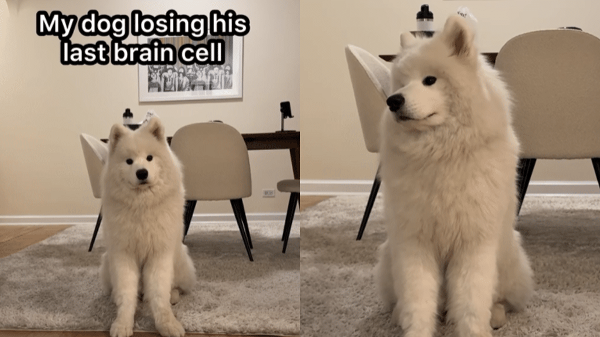 Funny Video Captures Dog Losing His 'Last Brain Cell' - DogTime