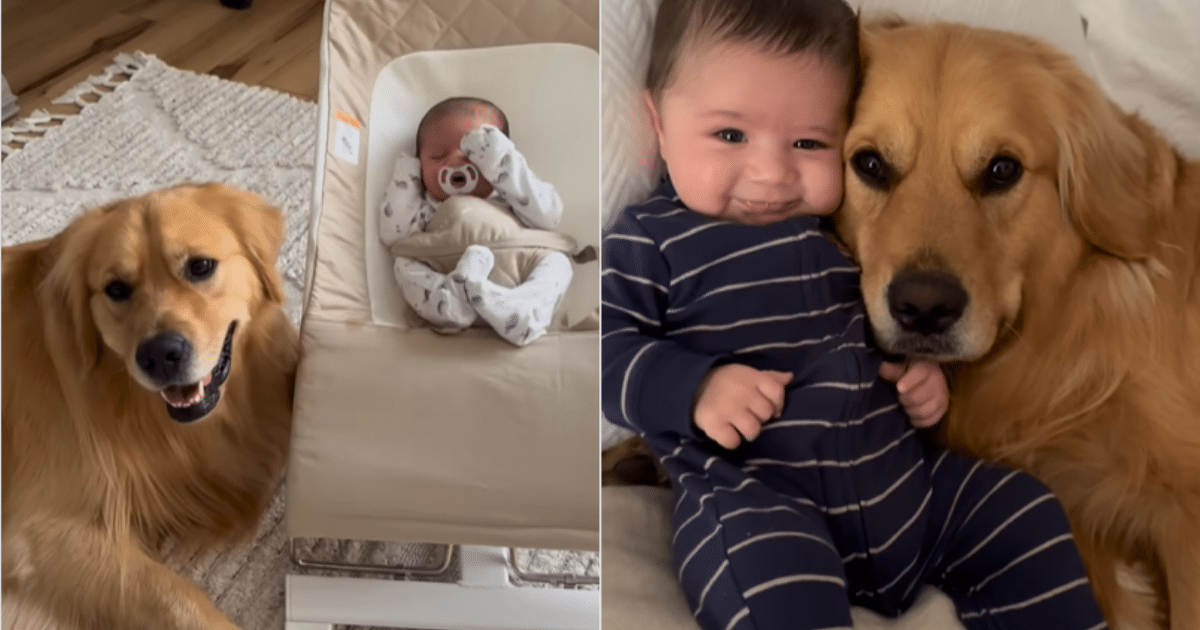 Video: Dog's Bond With Baby Boy Grows Stronger Each Passing Day - DogTime