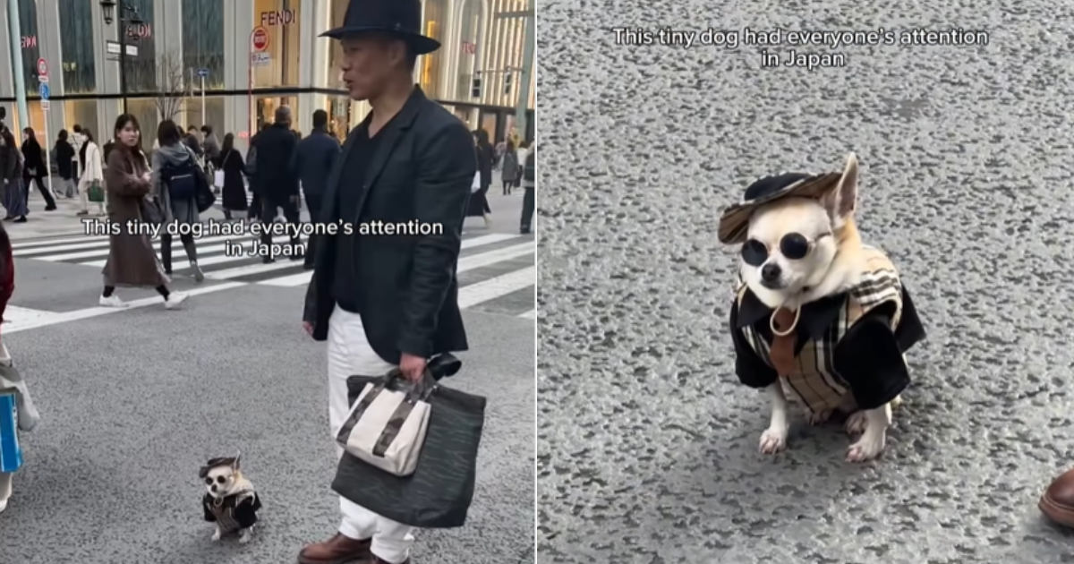 Video: 'Fashion Model' Dog Is Practically a Celebrity in Japan - DogTime